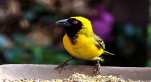 Birds Singing - Domestic and exotic bird species